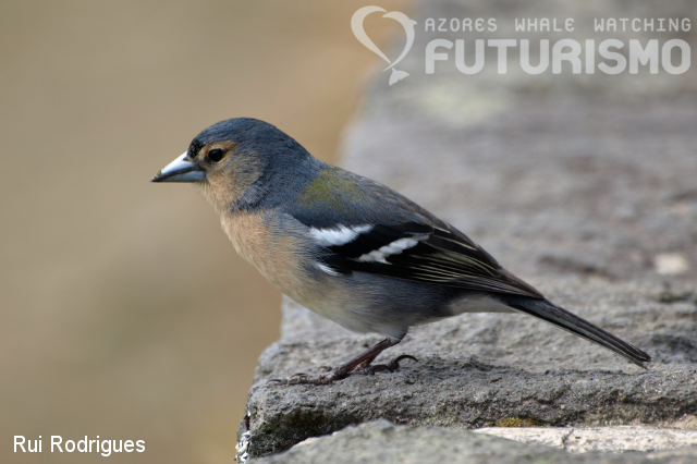 Azores Adventures Futurismo: Birds of the Azores