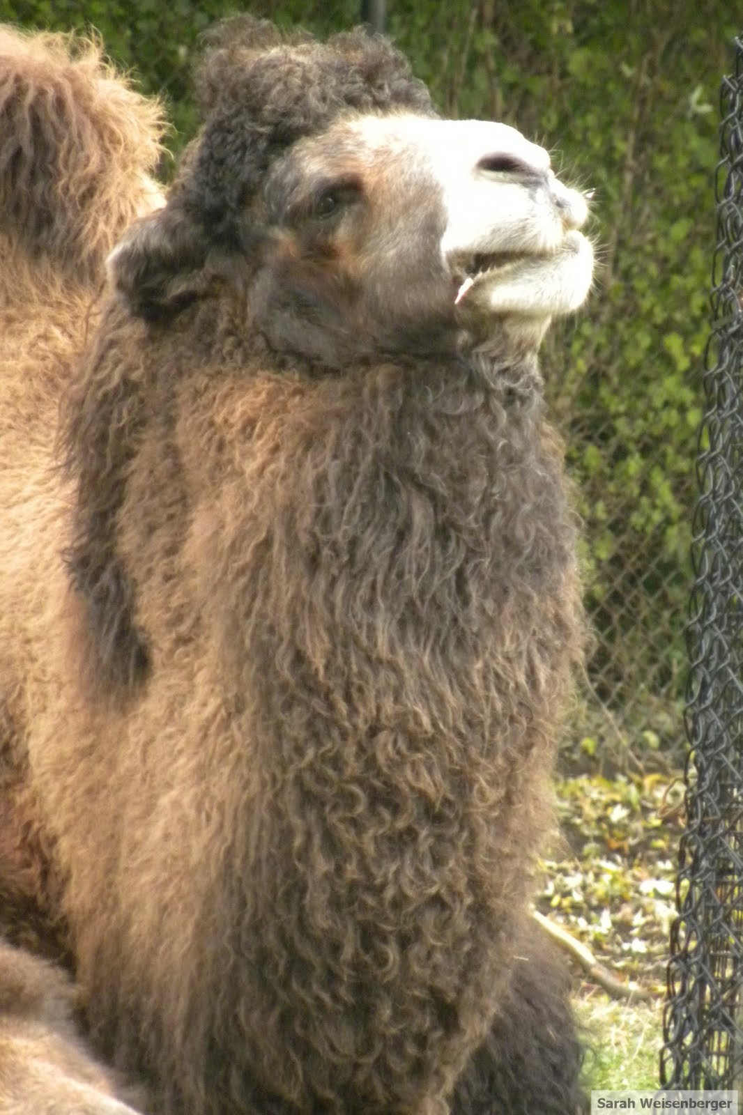 Zoo Tails: Image of the week: Camel