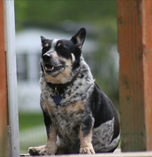 Cowboy Corgis: Cowboys