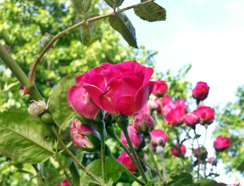 Meral Meri : Photograph by Meral Meri