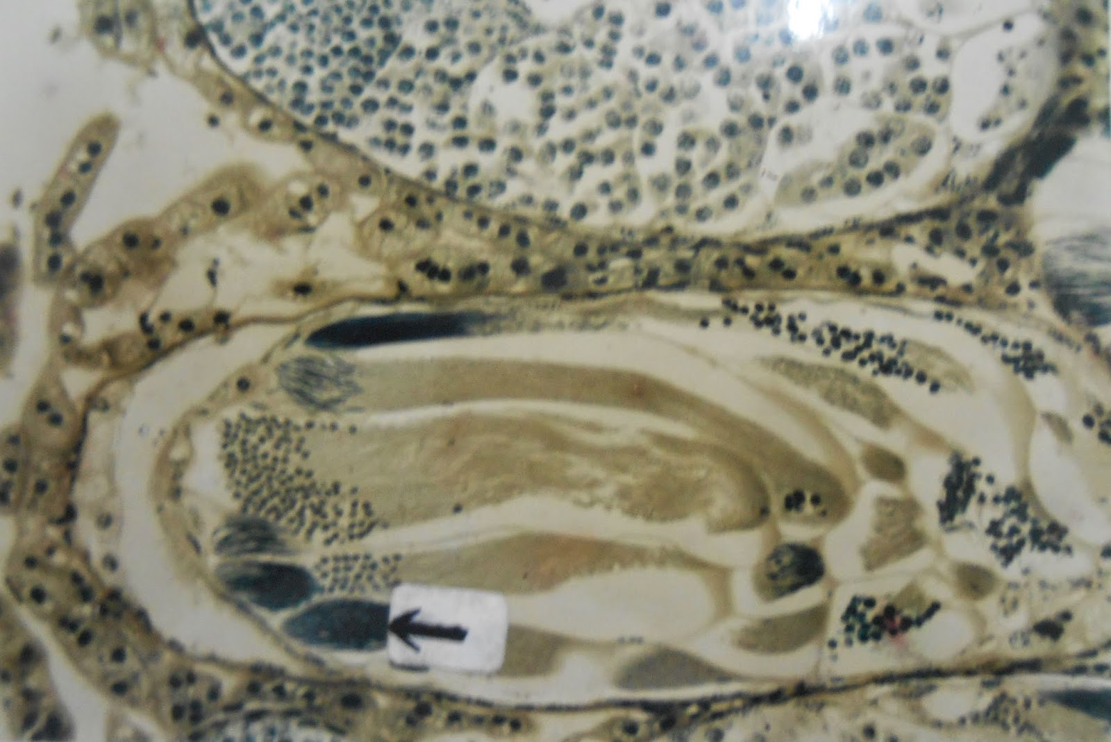 Khazanah Pengetahuan Biologi: Spermatogenesis