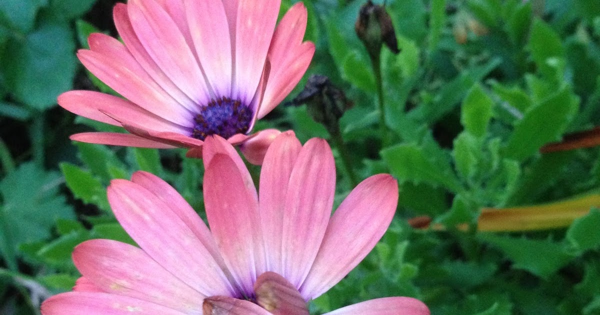 Annie's Gardening Corner: The Last Wink of Flowers