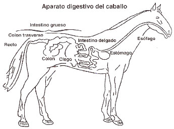 Los Caballos: Anatomía