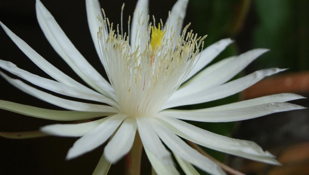 My little vegetable garden: another bunga bakawali