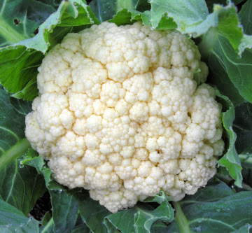 Vegetable Gardening with Mike the Gardener: How to Grow Cauliflower