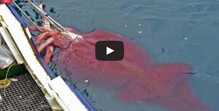 How To Fishing: Giant Squid Attacks Diver