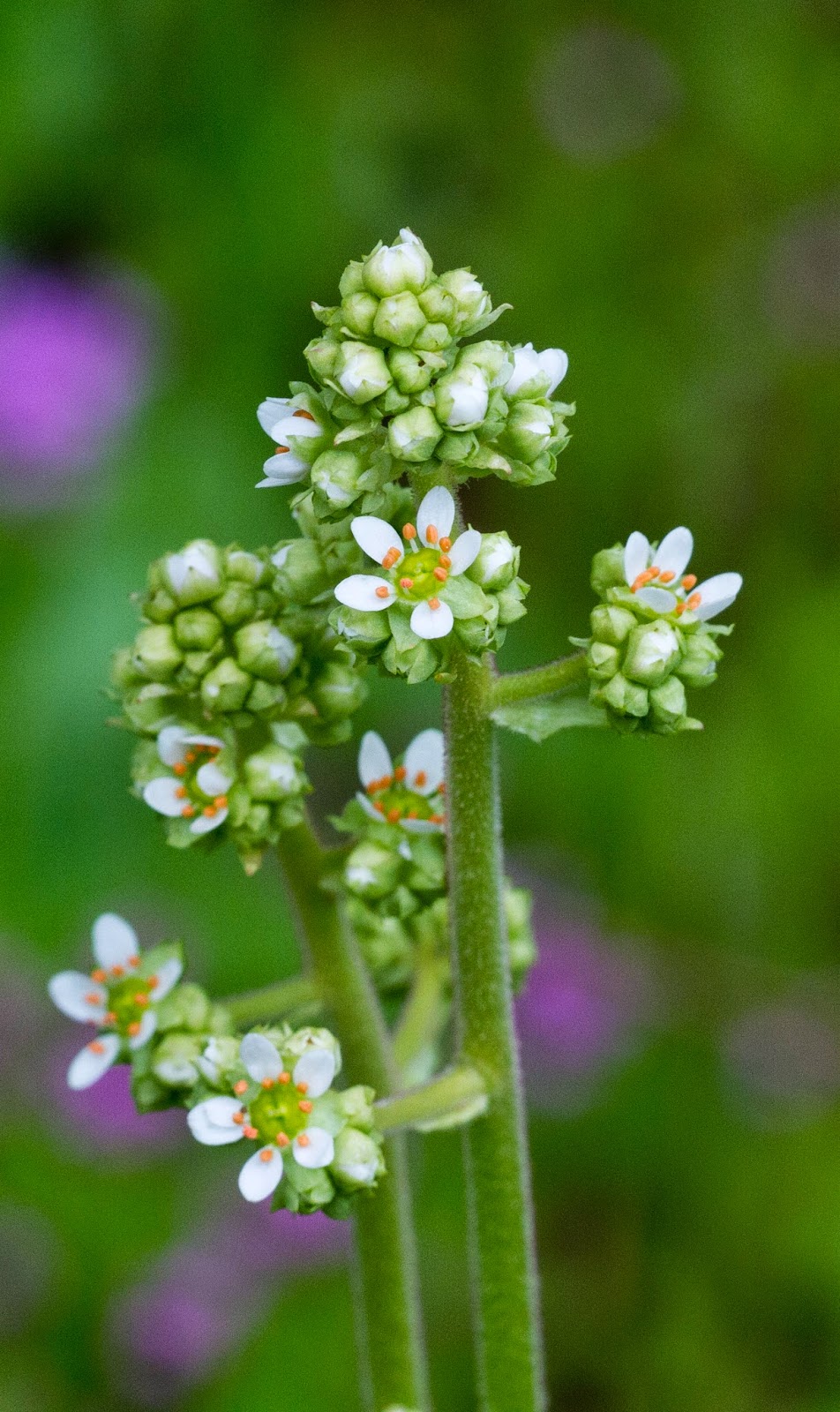 NWflora: Western Saxifrage, Saxifraga occidentalis