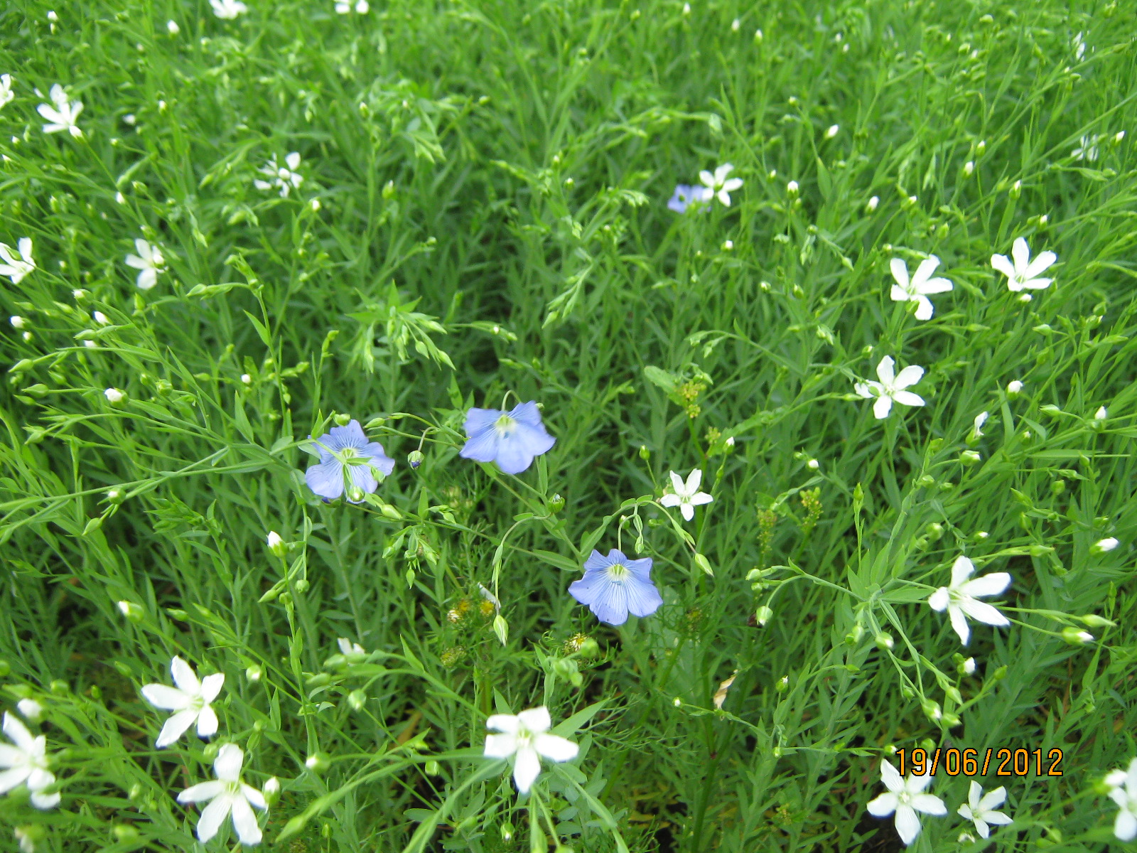 Mindaugo ir Ievos Smilgių šeimos ūkis: Jau pradeda žydėti linai