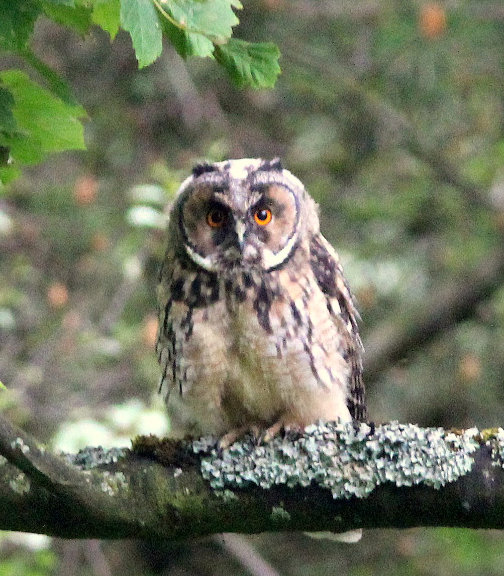 WEST YORKSHIRE BIRDING: Local Owls
