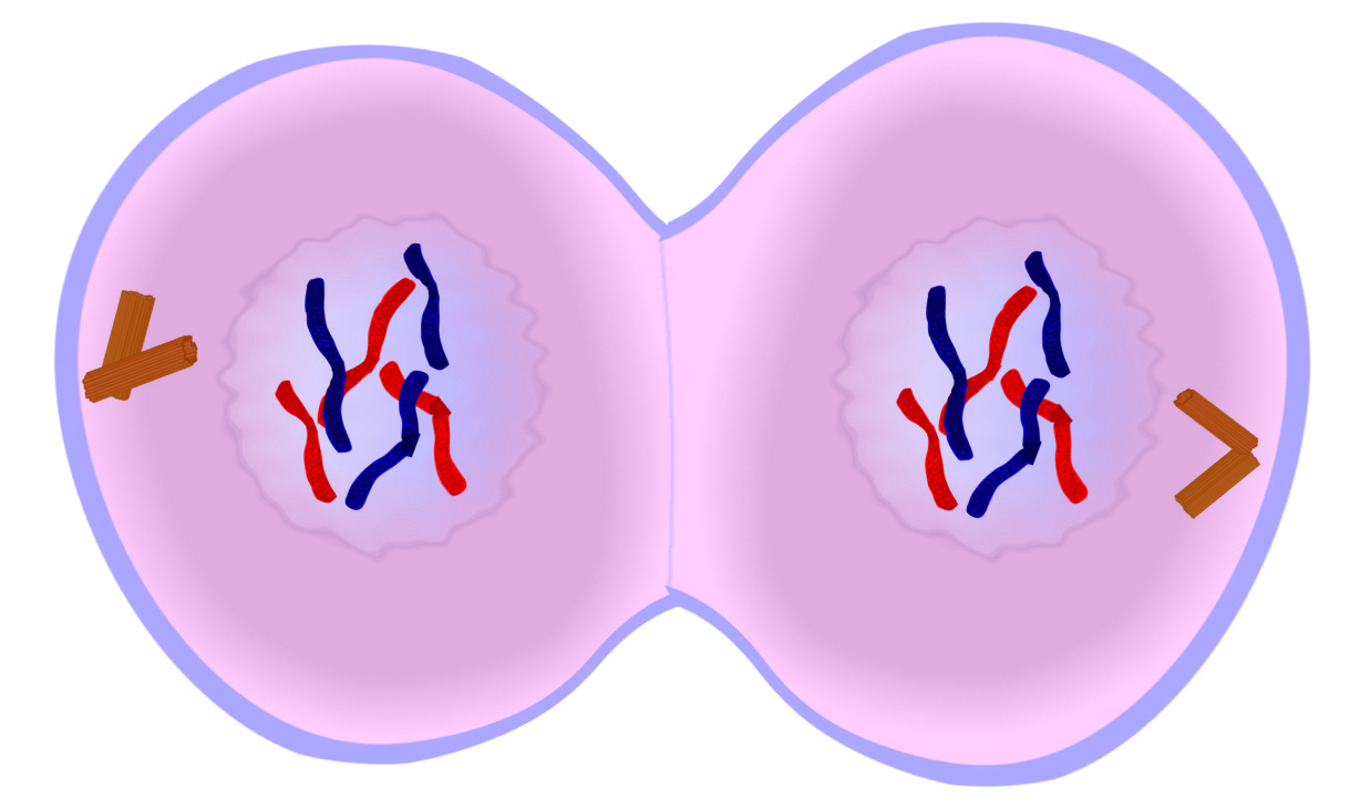 Etapas de la Mitosis: Anafase