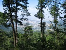Tipos de Bosques: Bosque De Encino