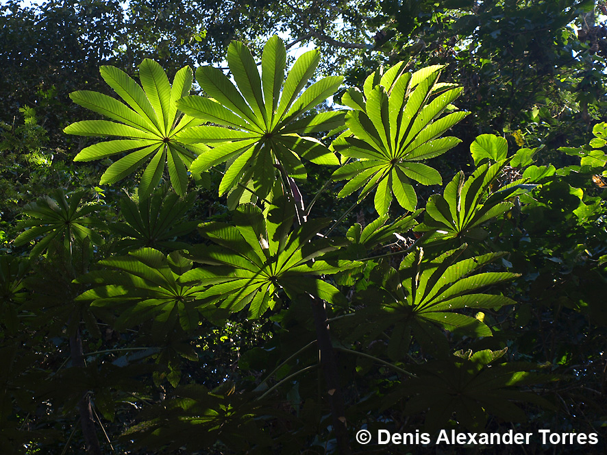 VISION TORRES - IMAGENES DE NUESTRO MUNDO: EL YAGRUMO, COLUMNA DE LA ...
