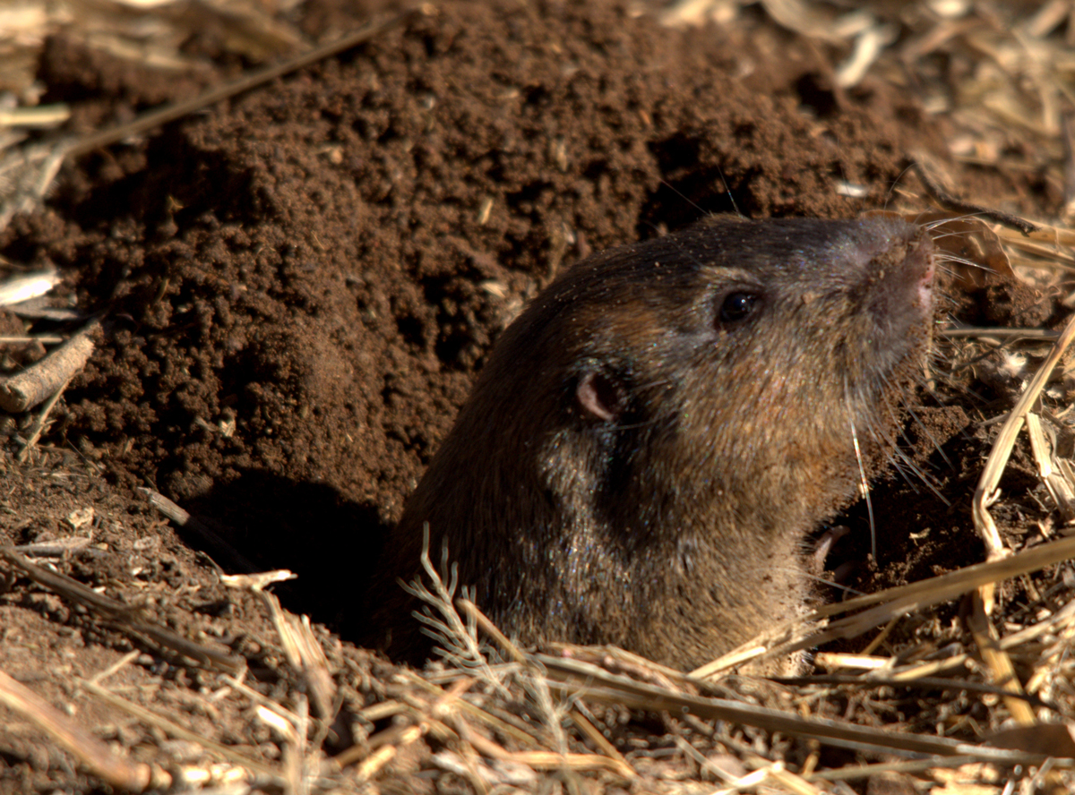 QuiltinCats: It's a Brand New....(Benson, AZ)