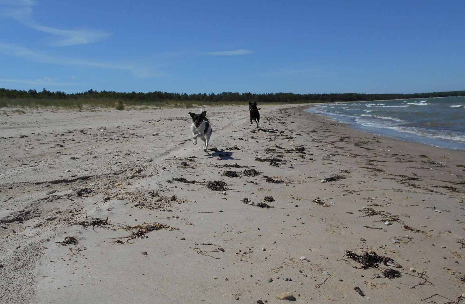 Berta & Nèra: Palju õnne Soprano tibid - juba 6 aastat!