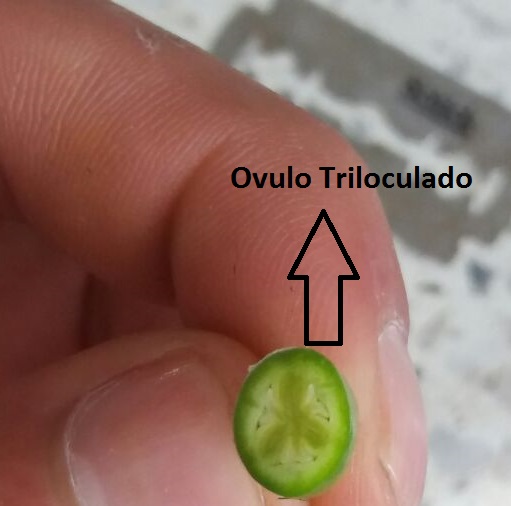 Botánica de las plantas vasculares : ESTRUCTURAS DE LA FLOR