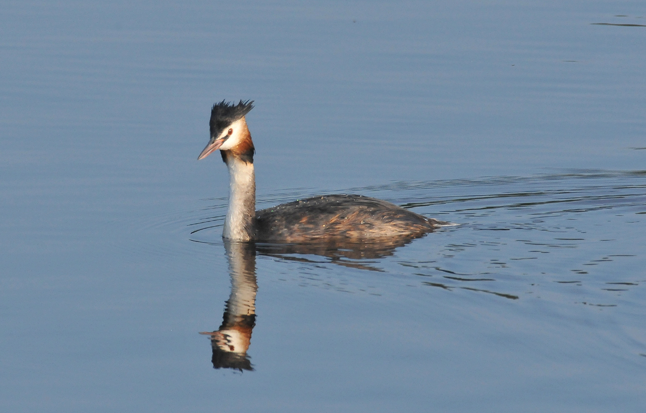 Jozef van der Heijden - Natuurfotografie: De Fuut heeft jonge kuikens