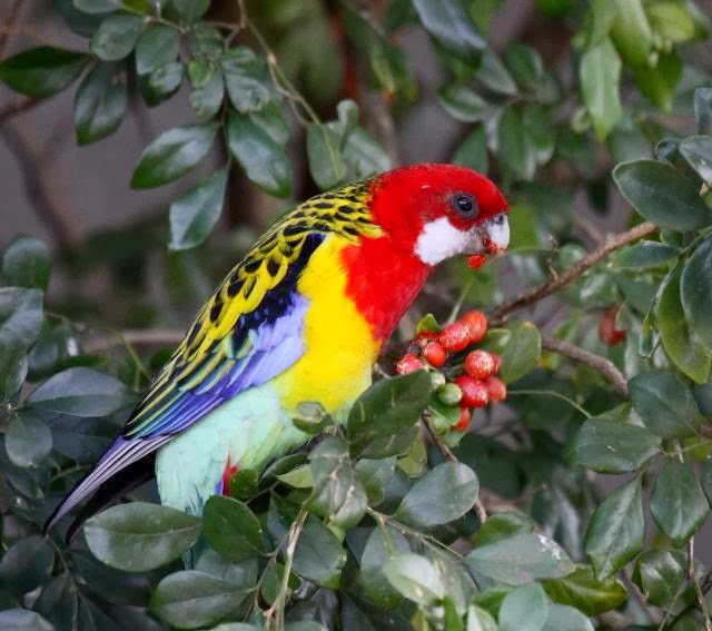 Tierra de papagayos, loros, cacatuas, pericos, cotorras y guacamayos ...