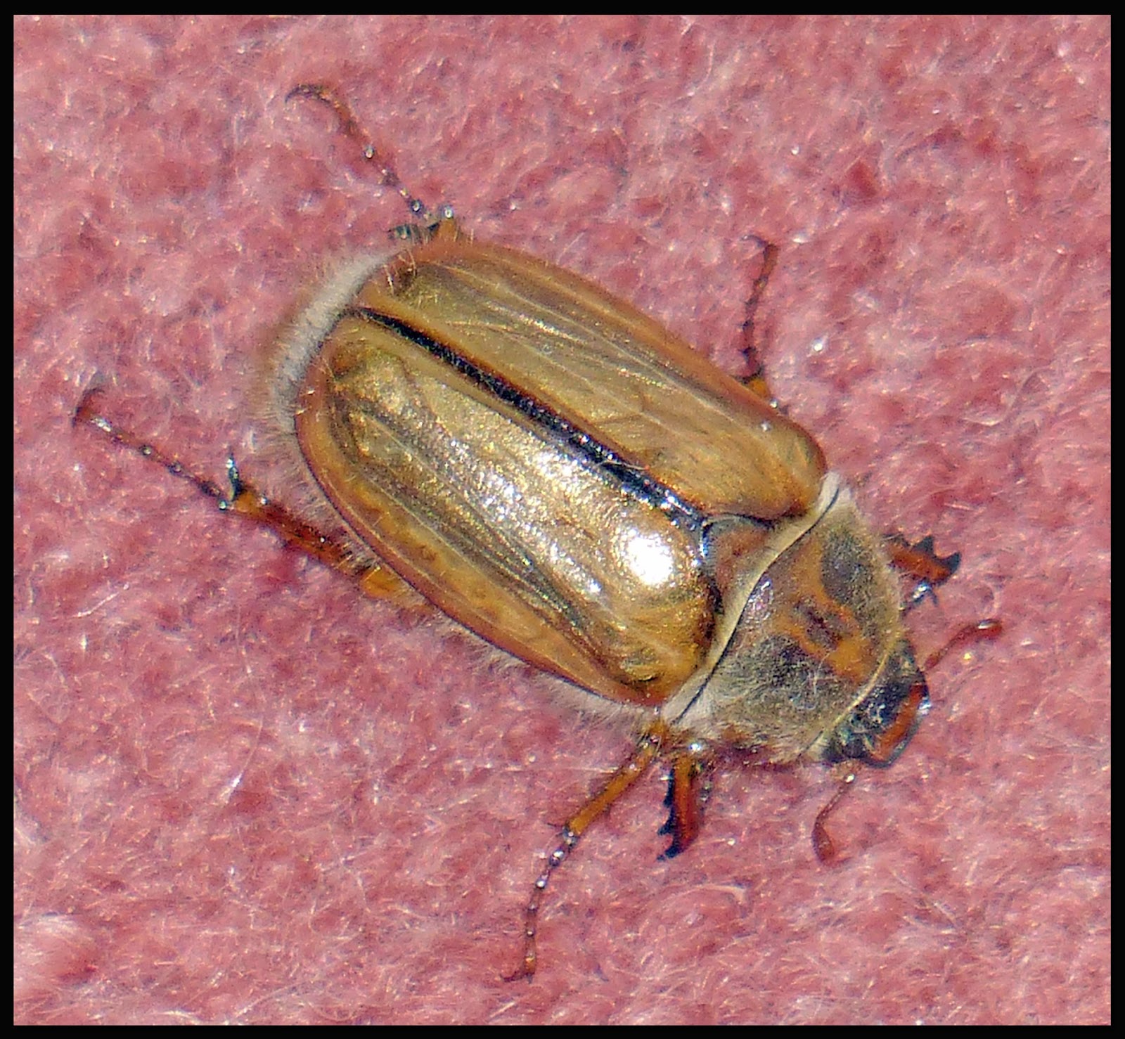 Wild and Wonderful: Eye-catching Insects ~ Maybug, Cockchafer or Spang ...