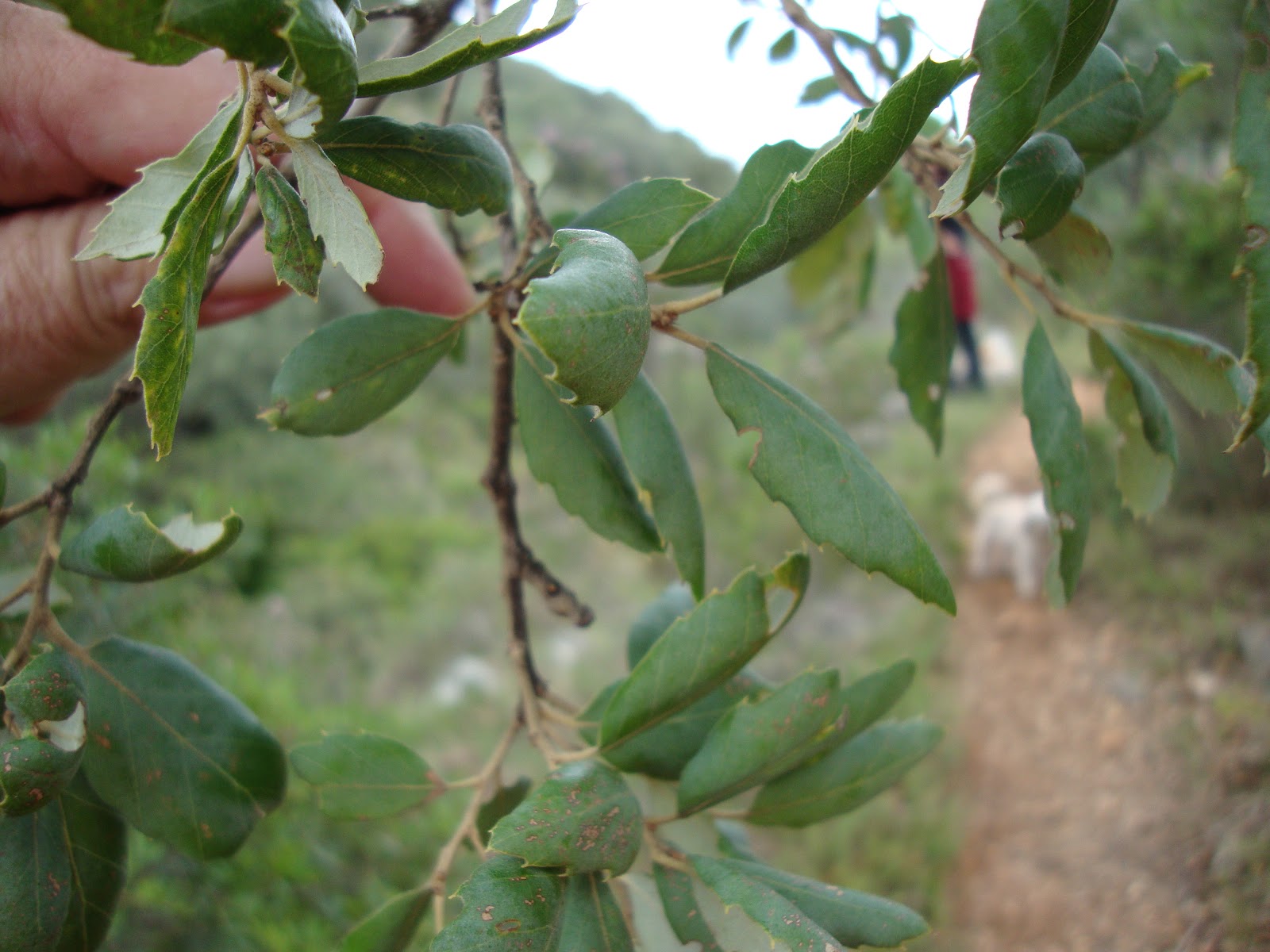 CA L'HERBOLARI ALZIRA: BARRANC DE MANESA