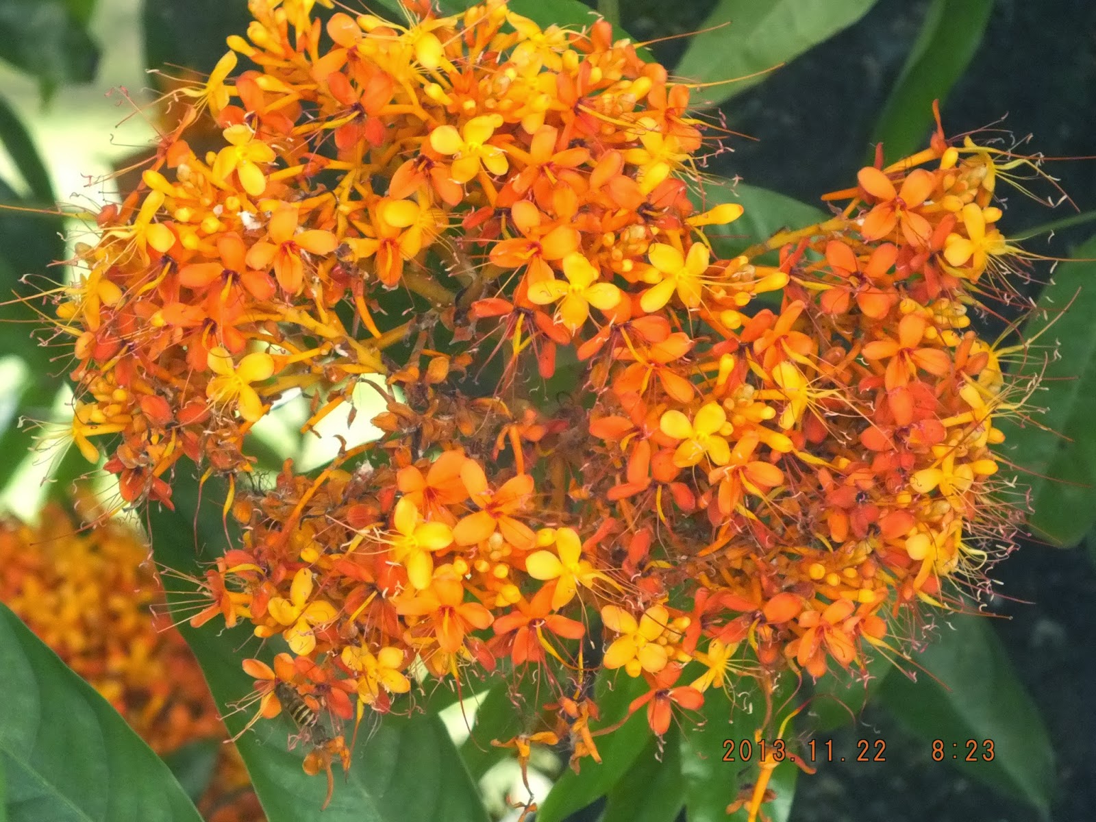Photography with Dr. Ernie.: Saraca , Saraca asoca, Saraca indica