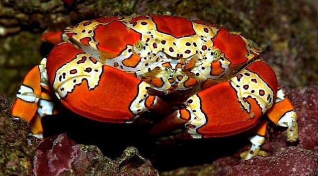 Penggemar Kepiting, Ketahui Spesies Kepiting Paling Unik Di Dunia ...