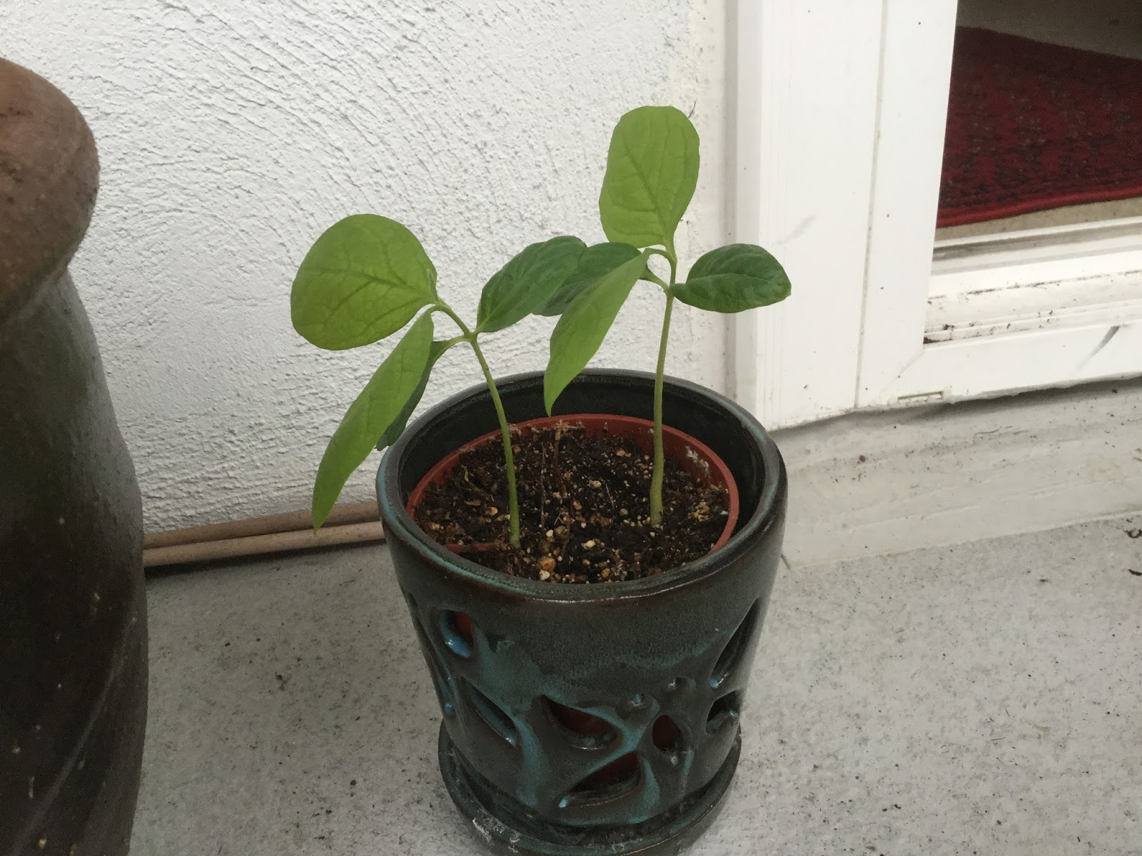 How to Grow a Persimmon Tree from a seed. ~ My GARDENING