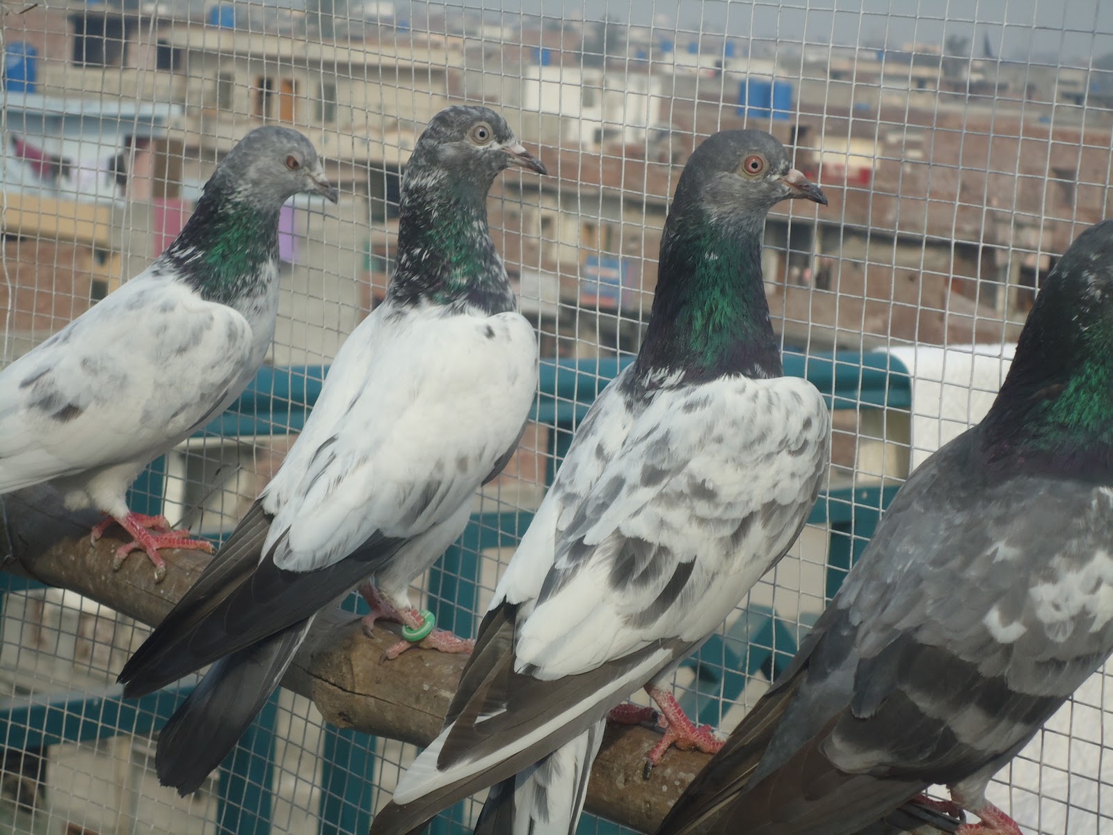 Latest Teddy pigeons photos ~ Pigeons Photos | Pigeons Care | Pigeons ...