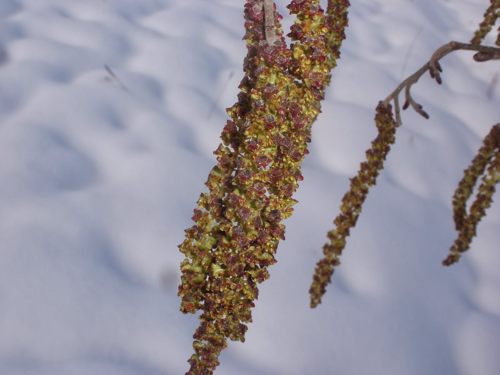 Di fiore in fiore: Ontano