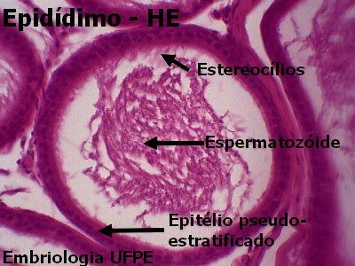 Embriologia UFPE: Espermatogênese