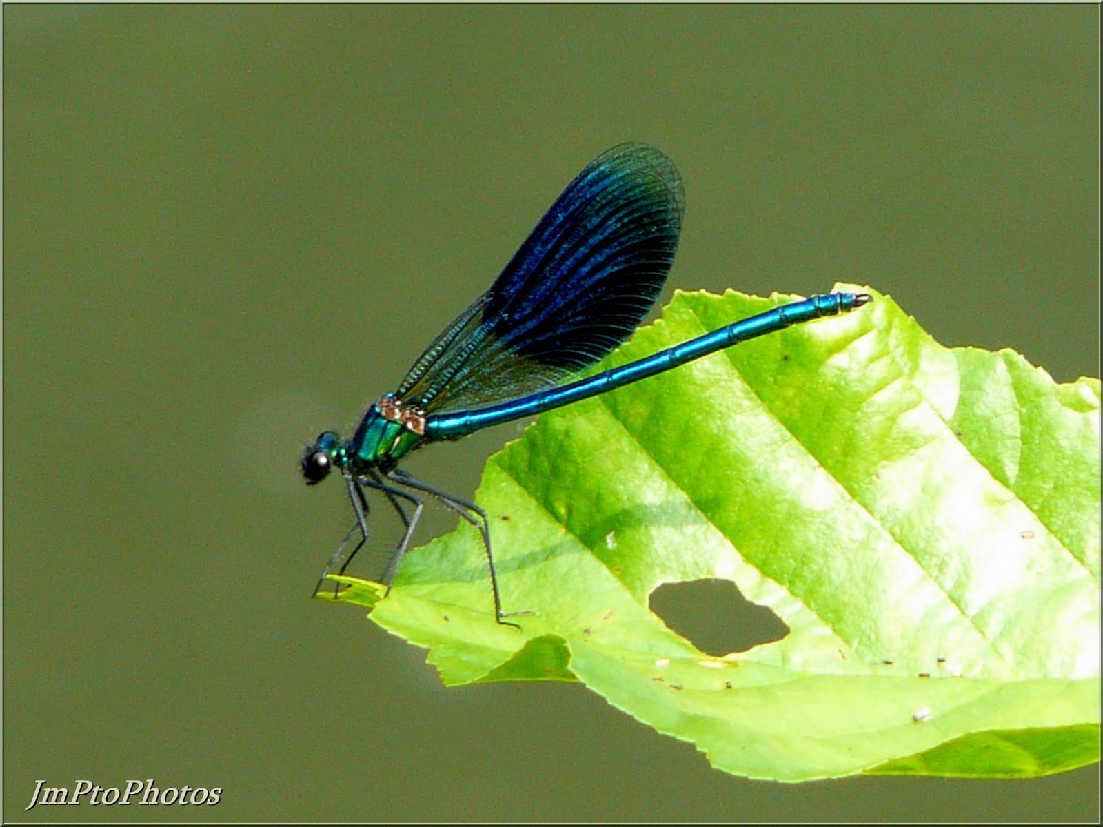 JmPtoPhotos: Libellule.