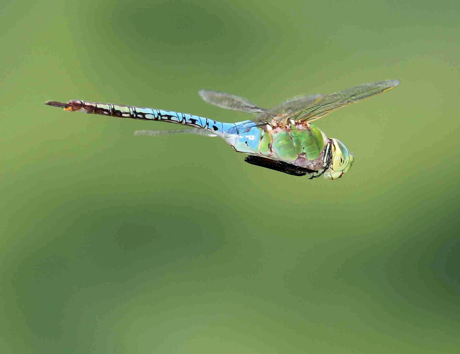 Ohio Birds and Biodiversity: Dragonfly swarms!