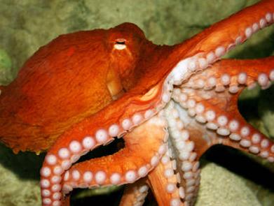 Marine Life: East Pacific Red Octopus