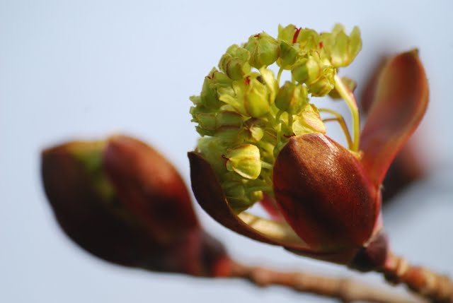 Mon Jardin Mes Merveilles: Floraison d'un bourgeon