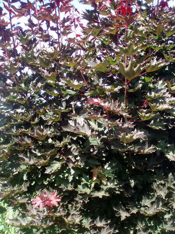 Blogul Simonei: Arţar şi mere