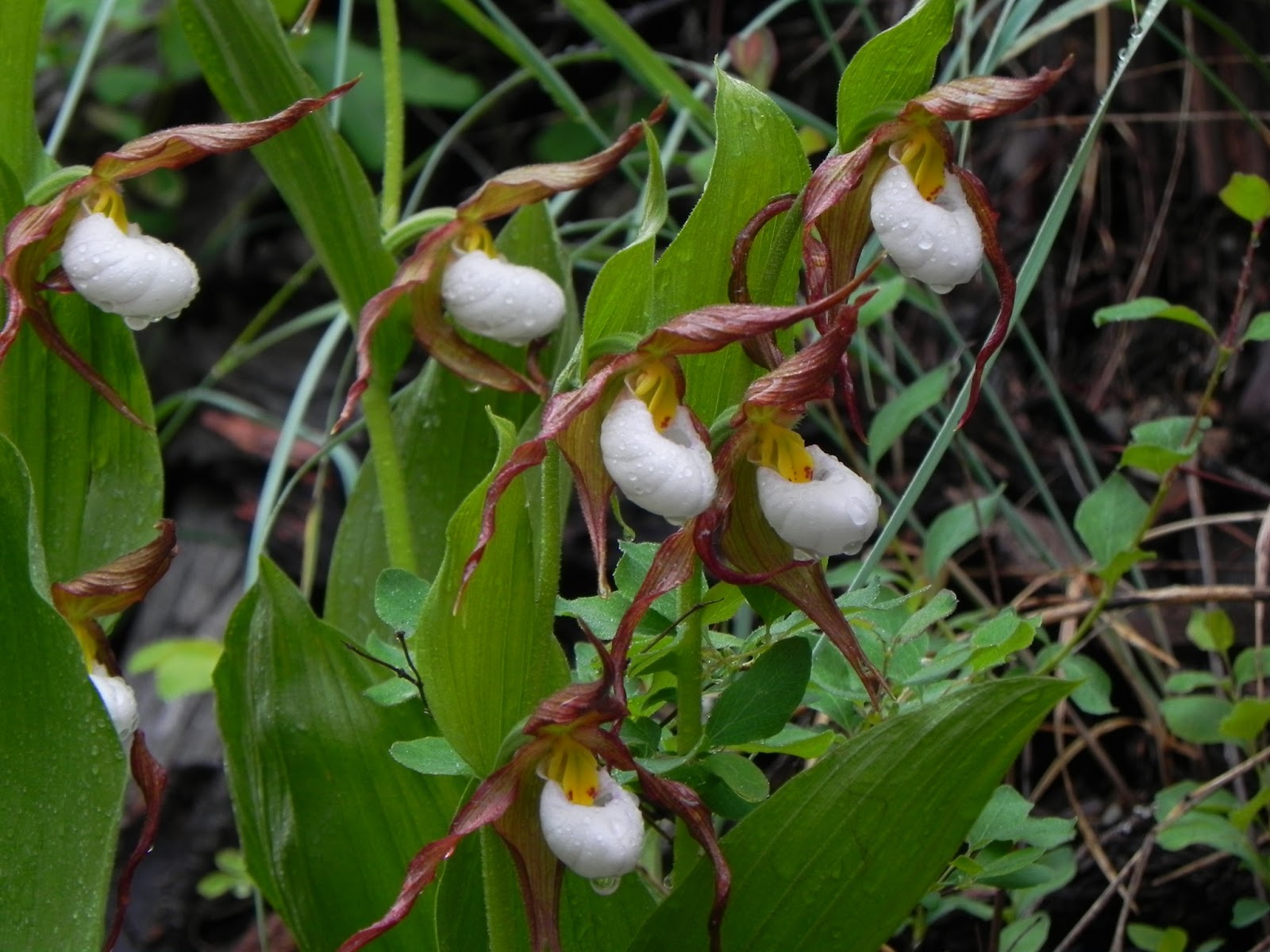 Wildflower Wanderings: Flower Ecstasy on June 1st; Installment 1