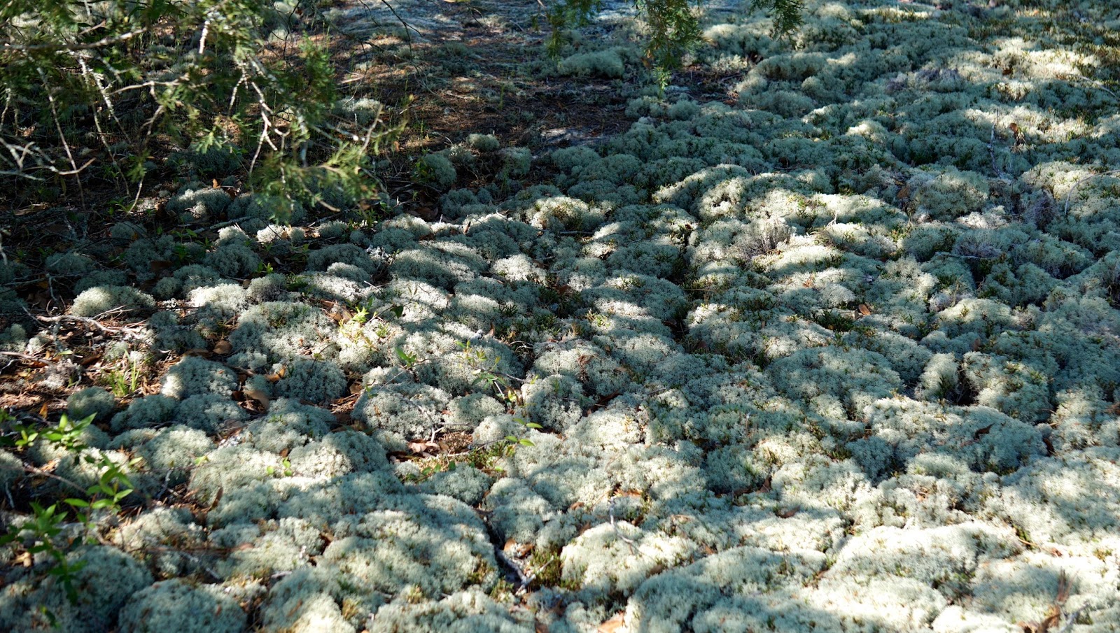 Butterstone : Heggie's Rock