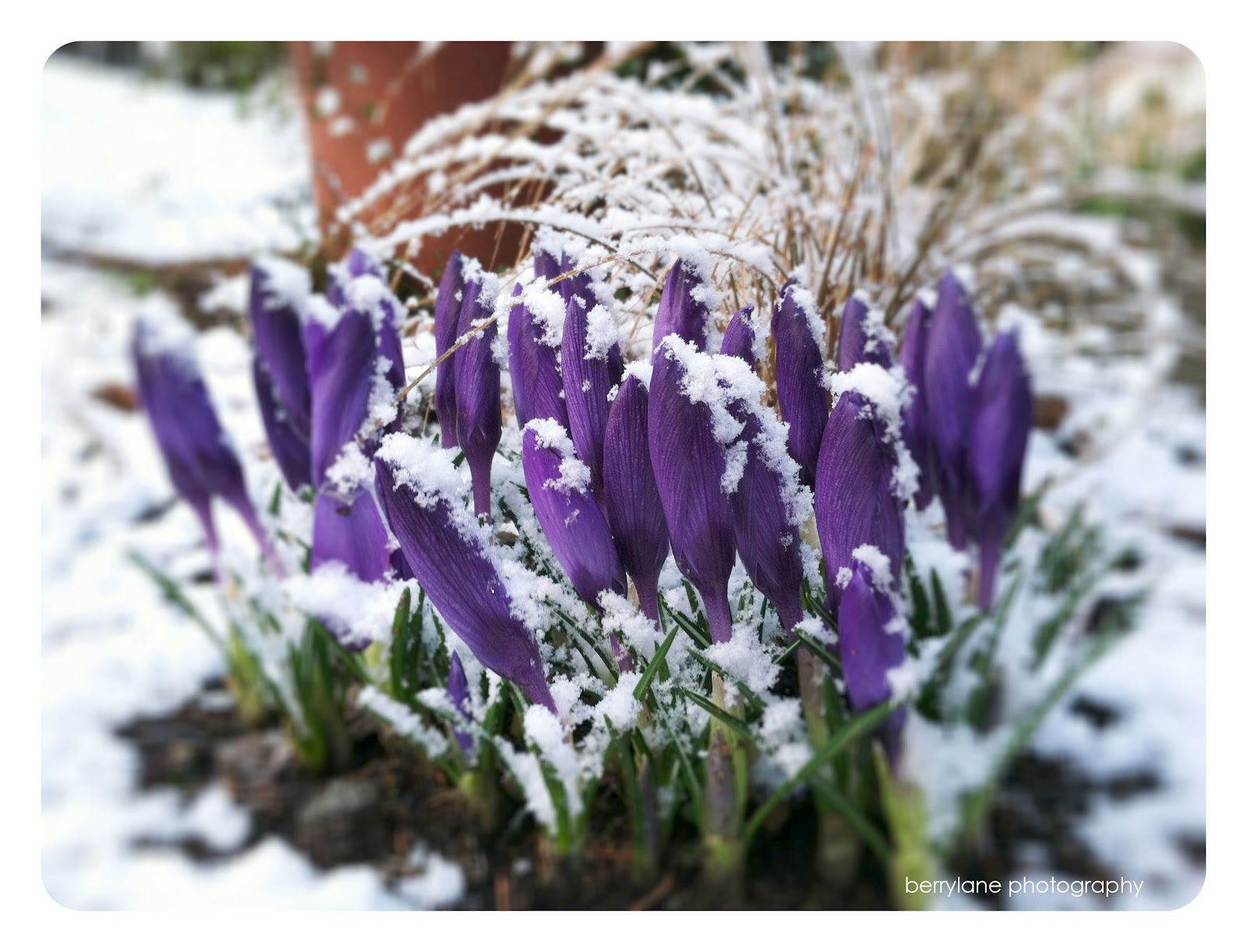 BerryLane Photography: March Snow in Gig Harbor- what????