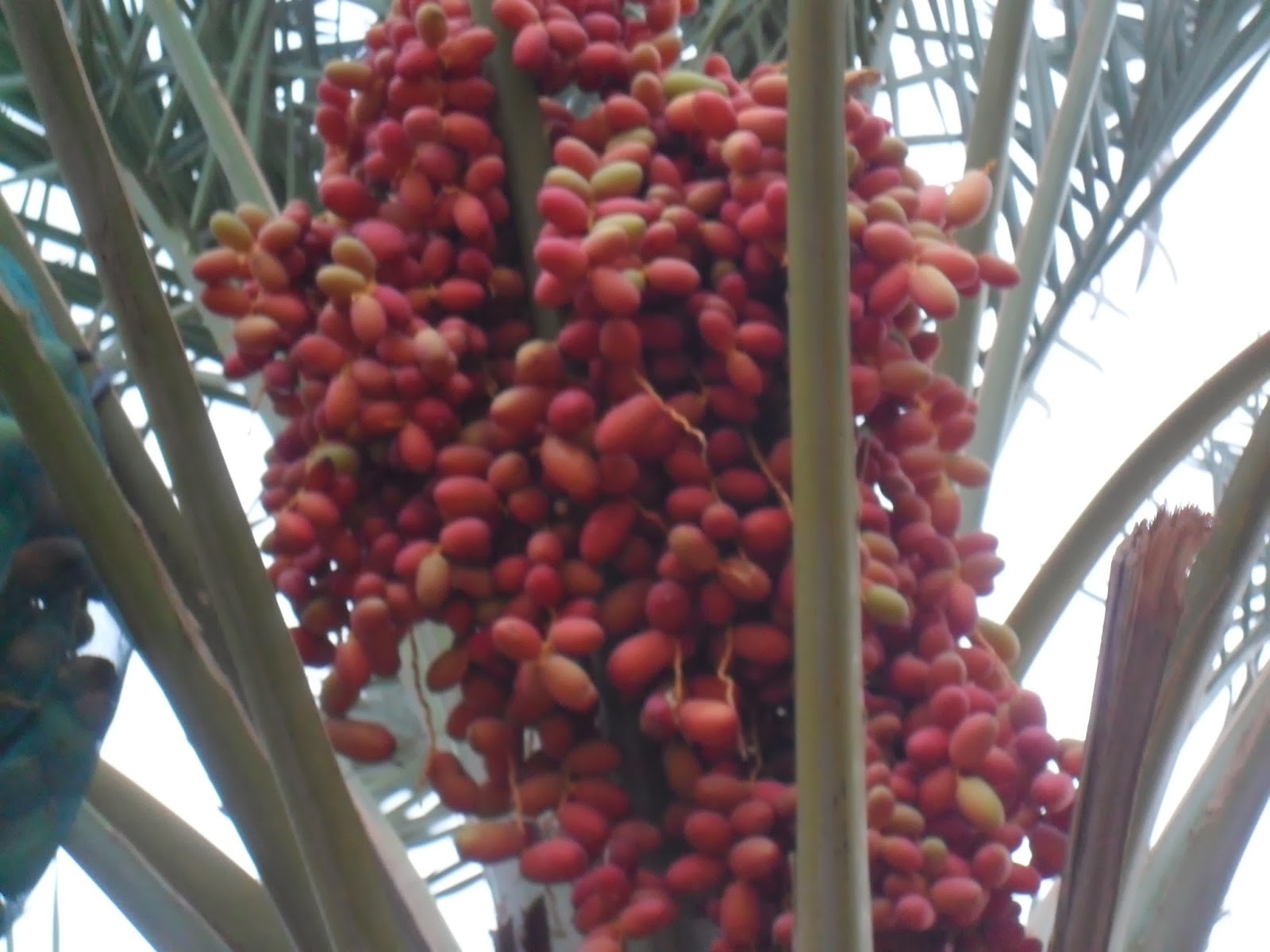 Date's or Tamor: Tamor or Dates