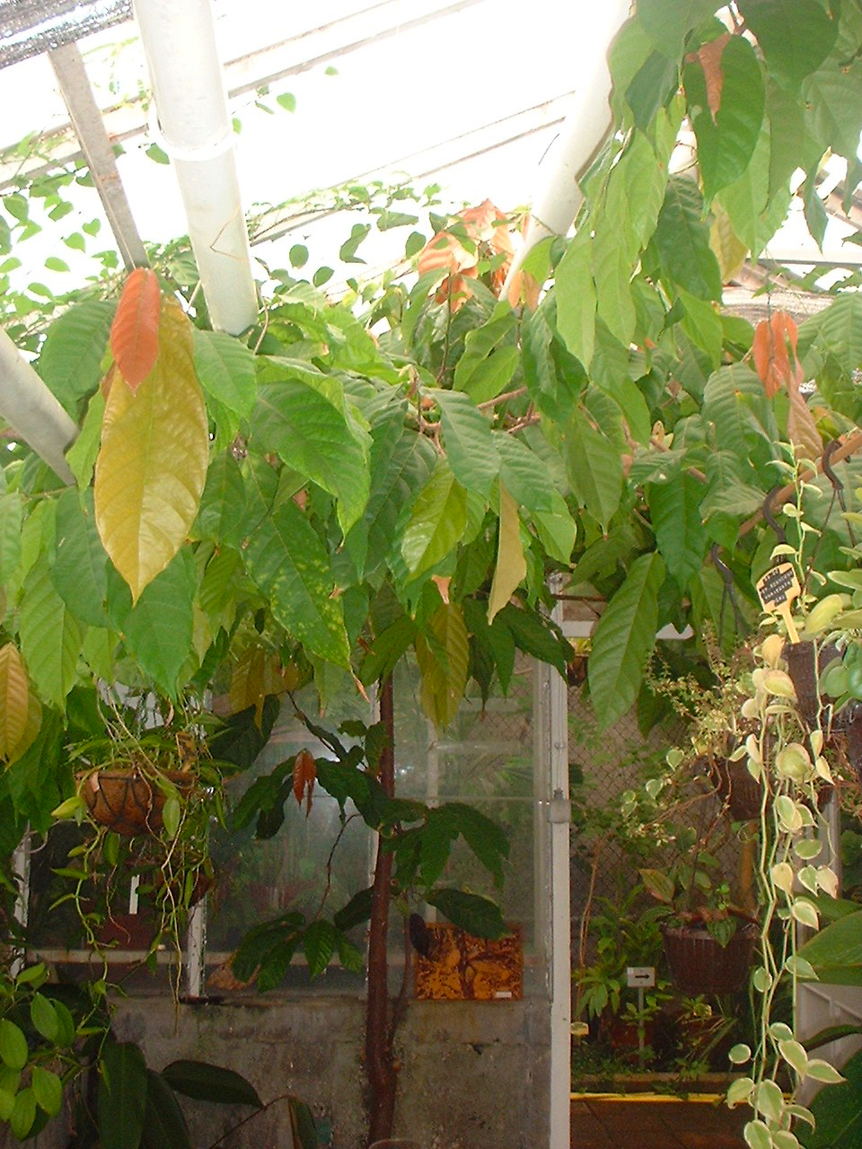 Koopman's Botanica: Theobroma cacao – Cacaoboom
