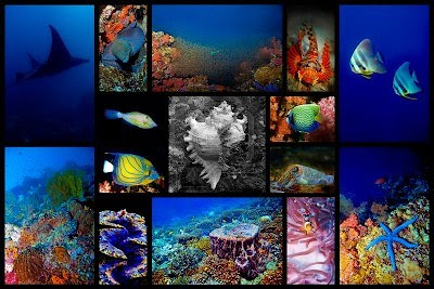 bellezas naturales: animales acuáticos