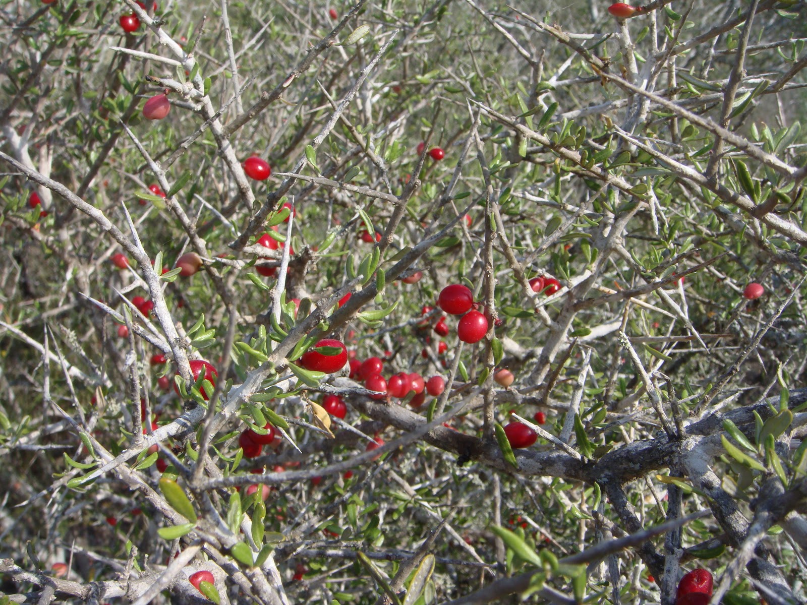 Woods Roamer: The Bitter Fruit Amargosa