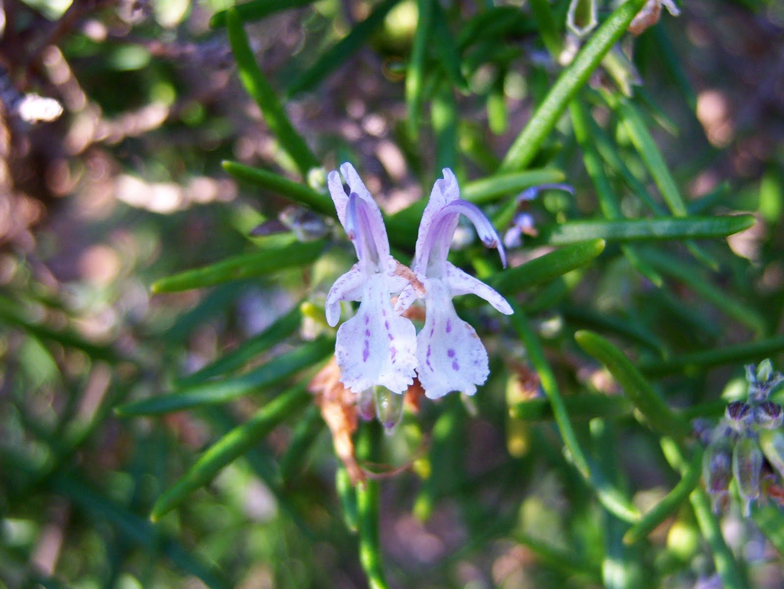 Romero Rosmarinus officinalis : El Mundo y sus Plantas