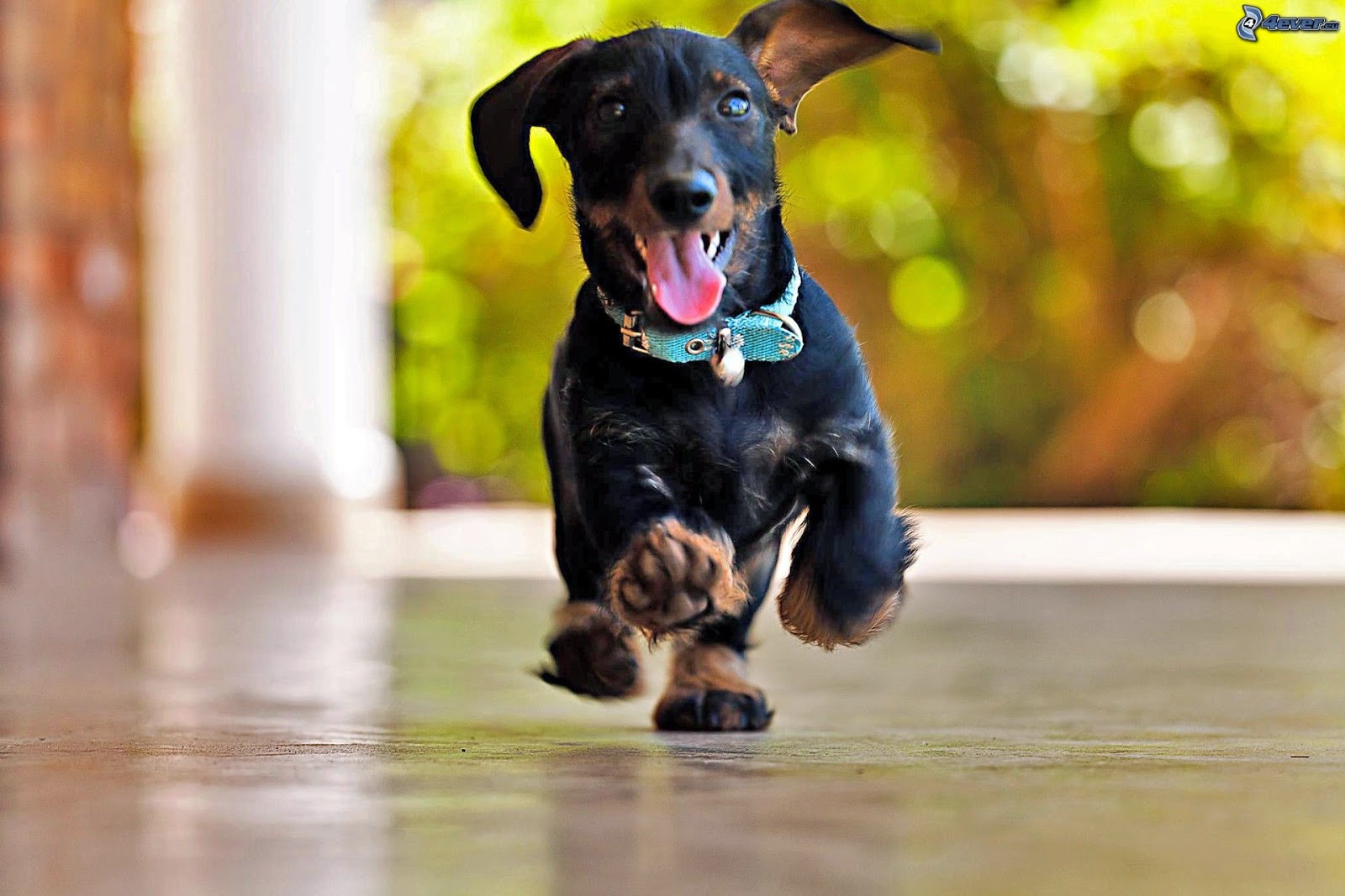 Perro salchicha | WIKI PERROS