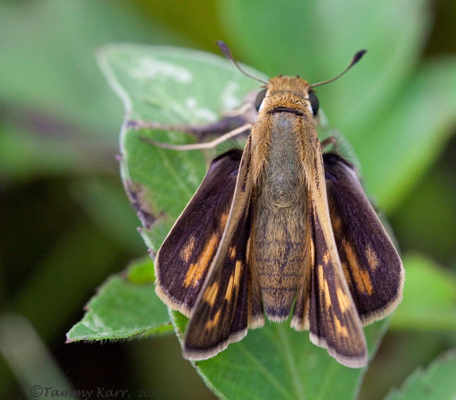 i heart florida birds: Wetland Butterflies