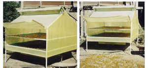 Turmeric - Post-Harvest Management Aspects | Mogriculture Tz