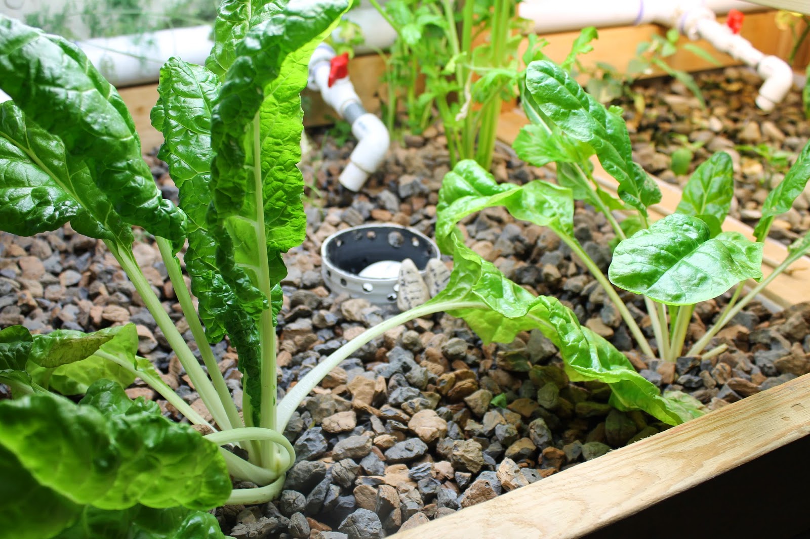 Aquaponics System Design Bell Siphons | Easy anf Fun Make an Aquaponics