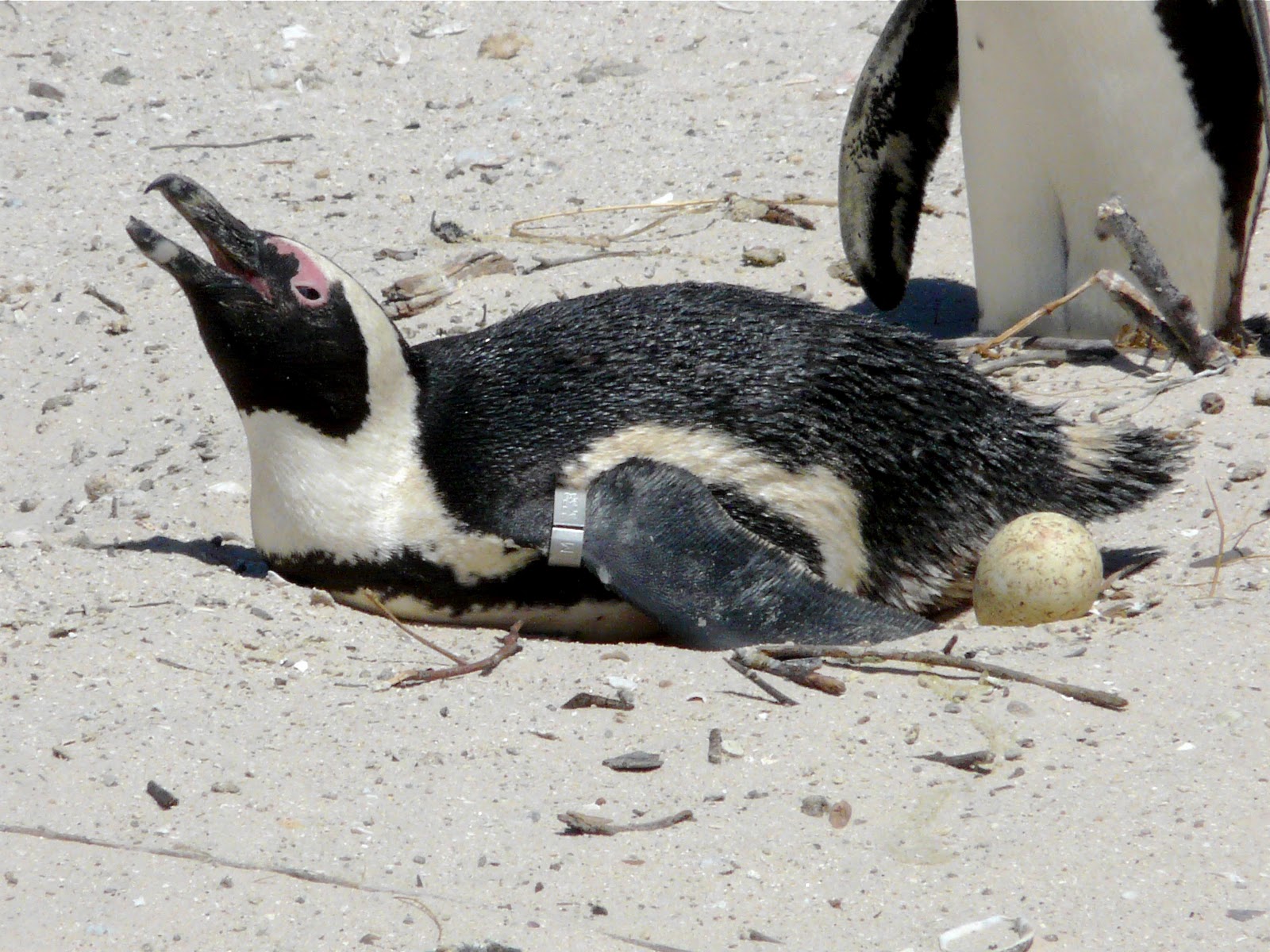 African Penguin | The Life of Animals