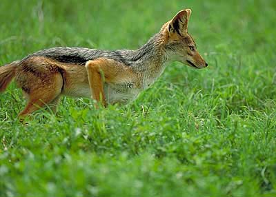 All About Animal Wildlife: Jackal Information and Photos-Images 2012