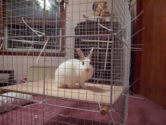 HD Animals: homemade rabbit cages