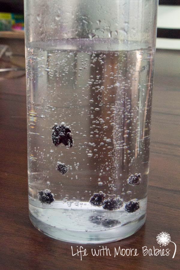 Make Blueberries Dance with this Simple Science - Life with Moore Babies